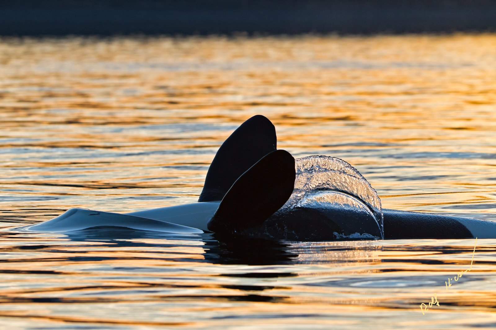 Orca Killer Whales - Rolf Hicker Photography
