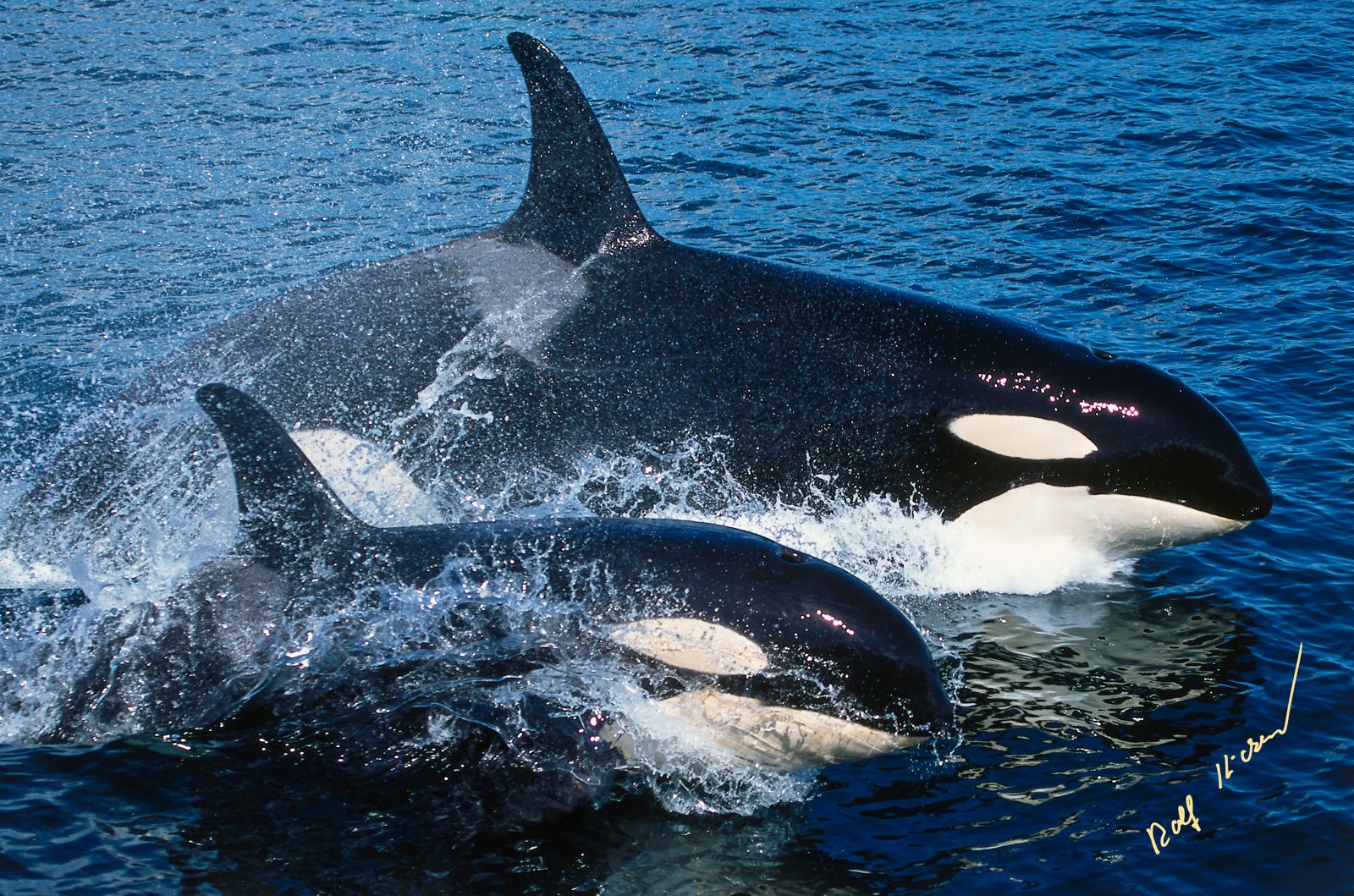 Orca Killer Whales - Rolf Hicker Photography