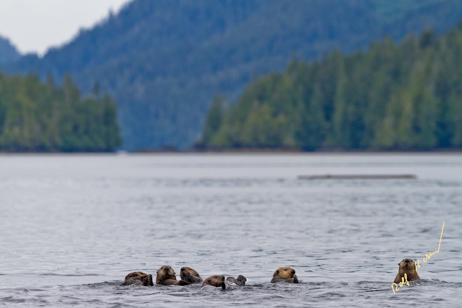 Sea Otters Rolf Hicker Photography