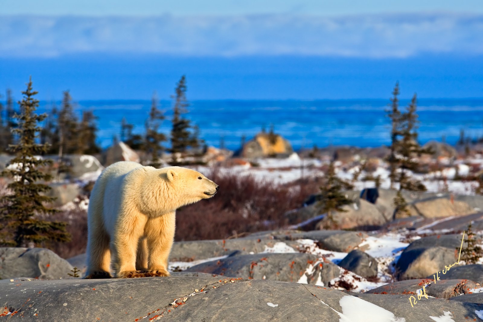 Polar Bears - Rolf Hicker Photography