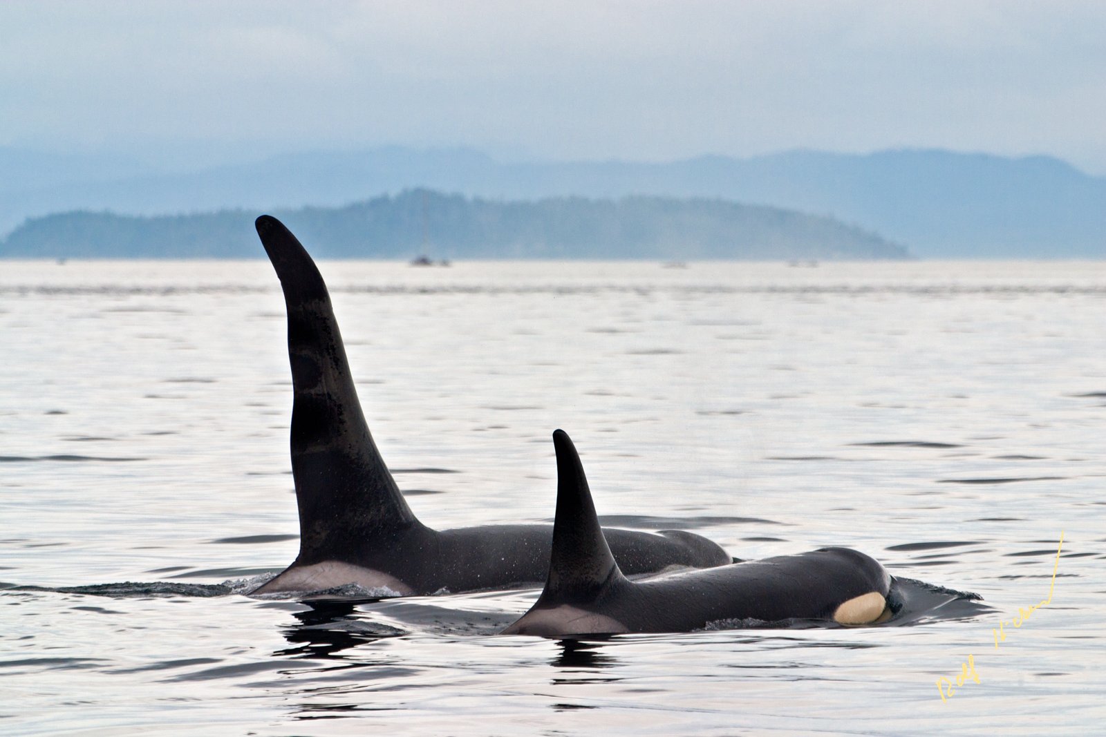 Orca Killer Whales - Rolf Hicker Photography