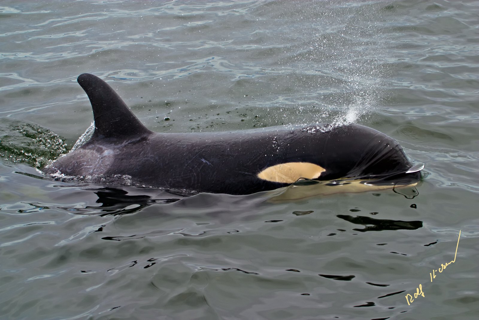 Orca Killer Whales - Rolf Hicker Photography