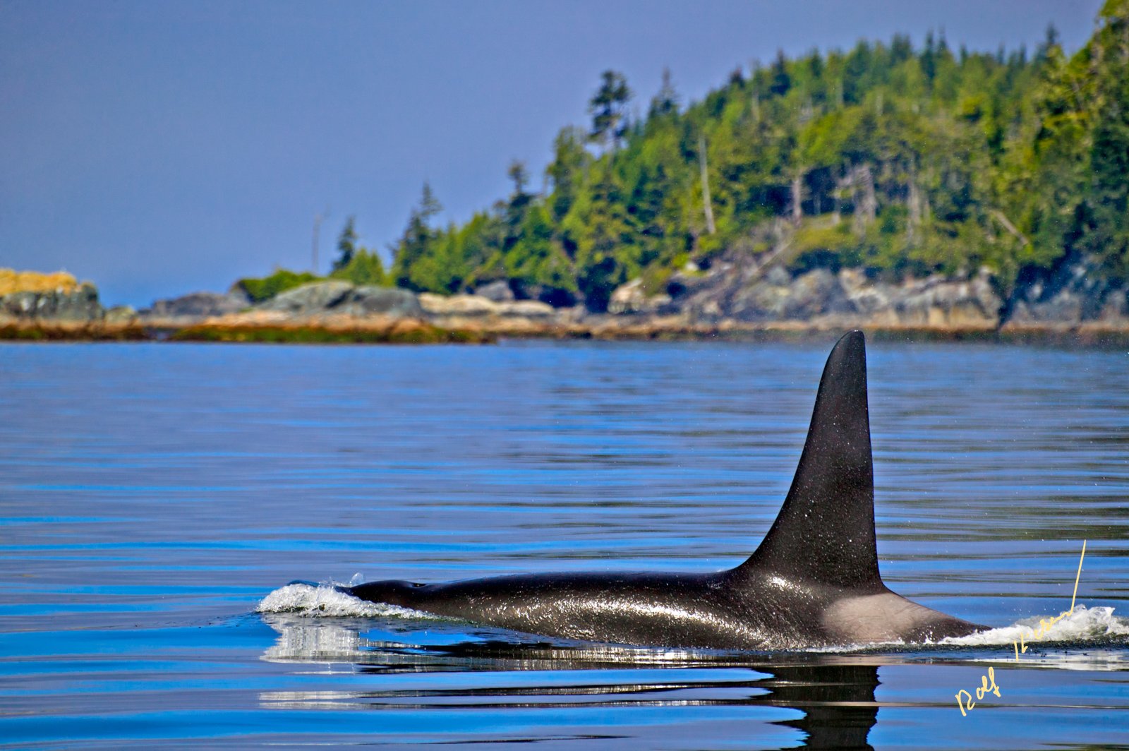 Orca Killer Whales - Rolf Hicker Photography