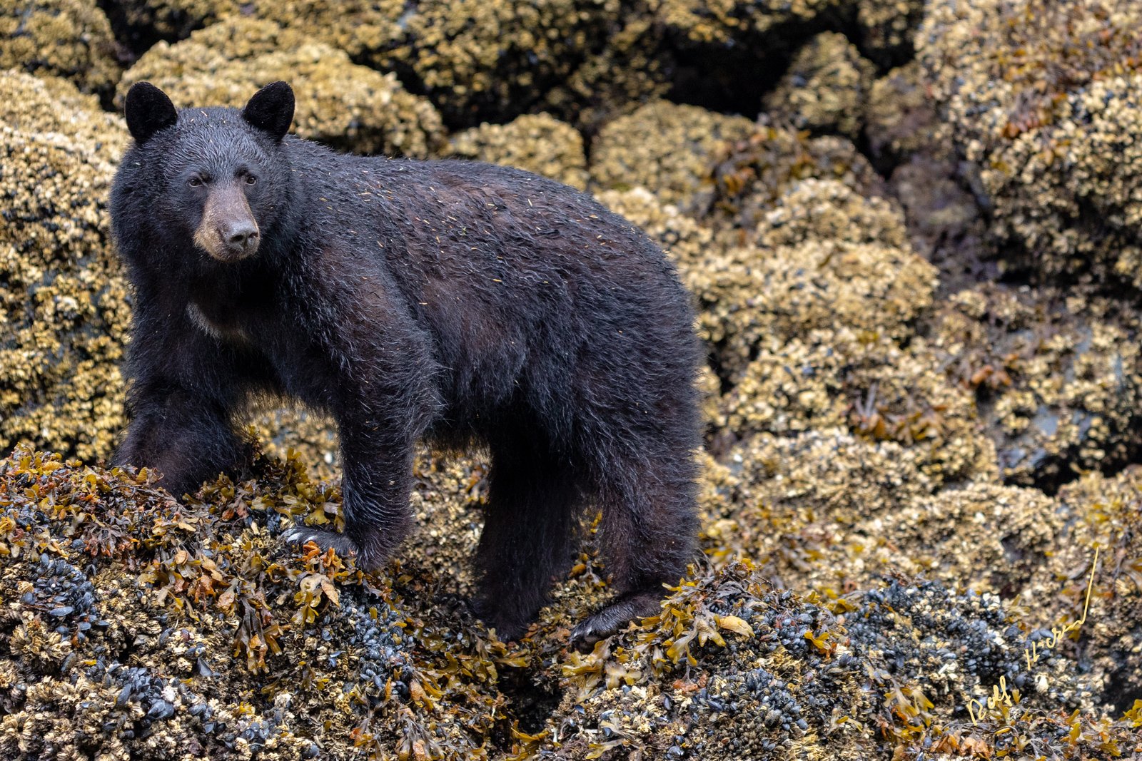 Black Bears - Rolf Hicker Photography