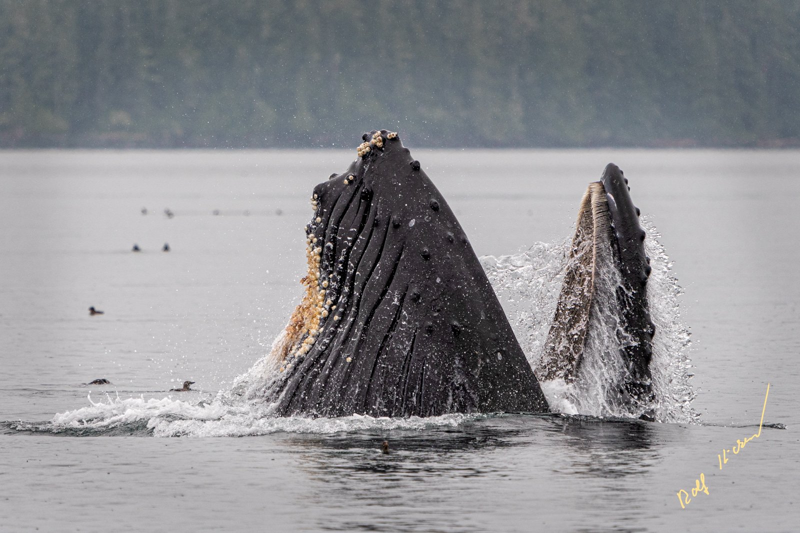 Humpback Whales - Rolf Hicker Photography